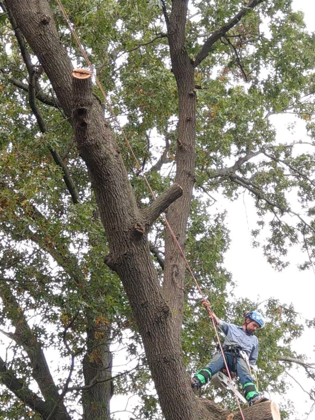Sweet Carolina Tree Care